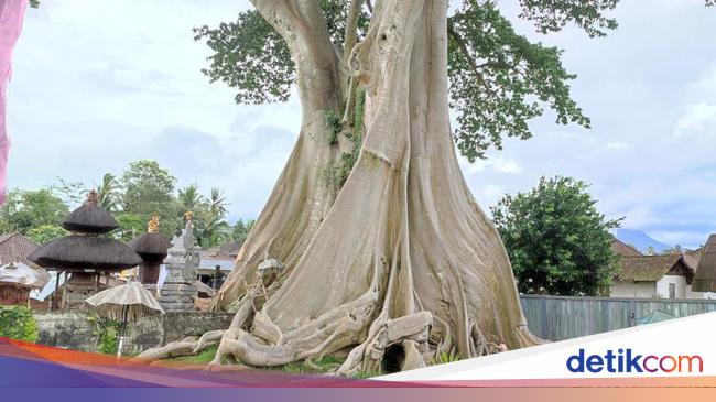 Potret Magis Pohon Bayan Raksasa Bali