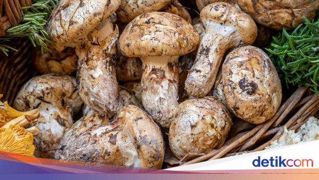 10 Jamur Termahal di Dunia, Harganya Ada yang Rp 60 Juta!