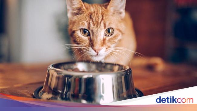 Kucing Bisa Hidup Berapa Tahun?