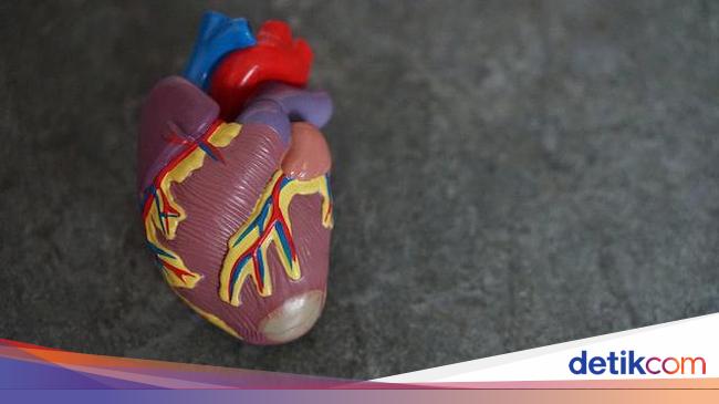 Miokardium Adalah Lapisan Otot Jantung, Apa Fungsinya?