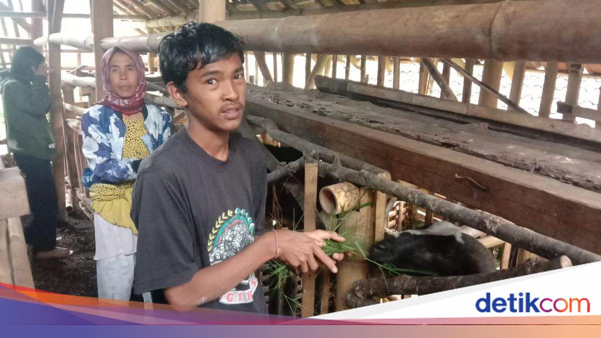 Kabar Baik Keluarga Bu Enung yang Mulai Berternak Domba untuk Cari Nafkah
