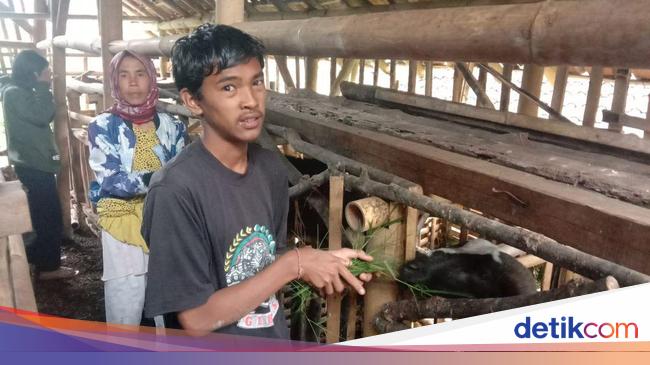 Kabar Baik Keluarga Bu Enung yang Mulai Berternak Domba untuk Cari Nafkah