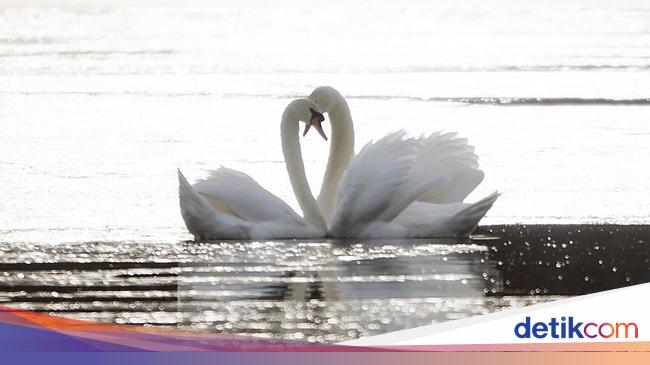 Ini Bukti Legendaris Lambang Kesetiaan Cinta Pada Angsa