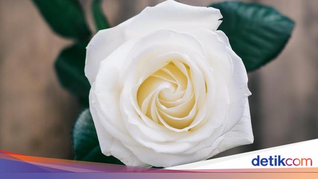 Lirik dan Chord Lagu Mawar Bodas Beserta Artinya