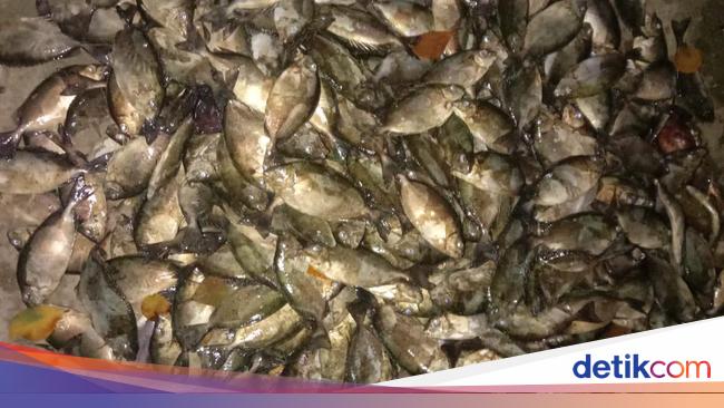 Ikan Dingkis Perlambang Kemakmuran, Jadi Incaran Jelang Imlek di Batam