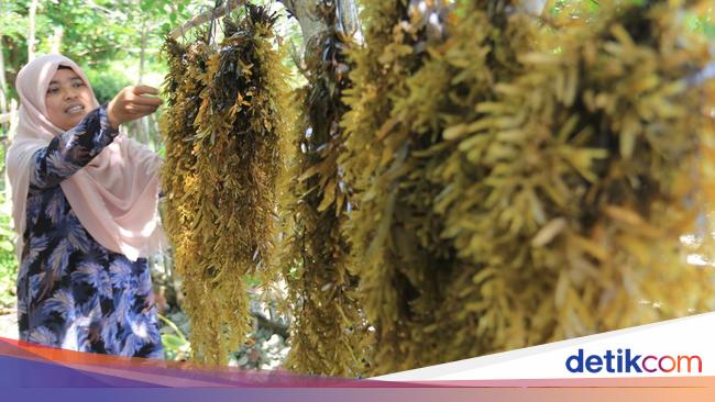 Ekspor Rumput Laut-Telur Ikan Terbang Bisa Lewat Sistem Resi Gudang ...