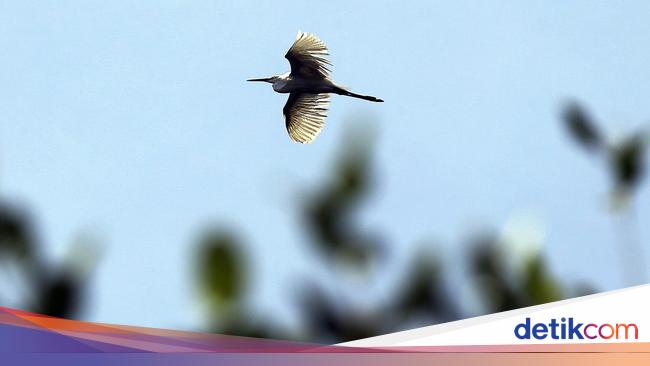 Apakah Burung Bisa Terbang Saat Hujan Turun?