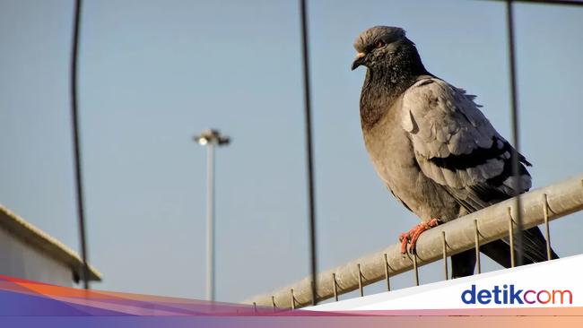 Burung Merpati Bisa Mengantarkan Surat, Bagaimana Cara Tahu Alamatnya?