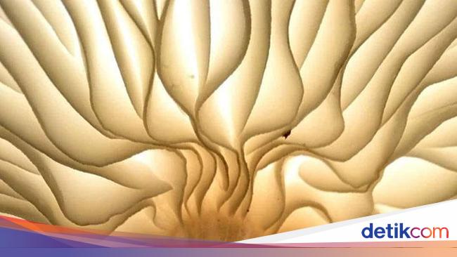 Hewan Sampai Tempat Terkenal Dipotret dari Angle Beda, Hasilnya Unik!