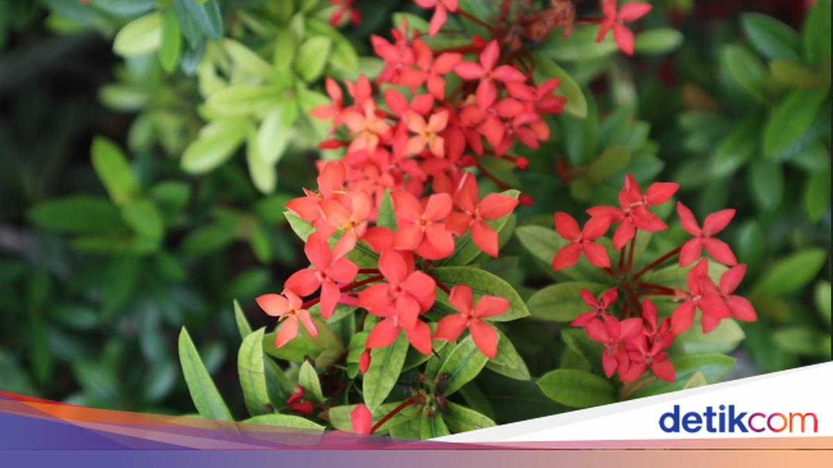 Arti Bunga Asoka, Bunga Cantik yang Kaya Manfaat