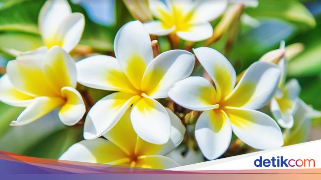 10 Nama Bunga Populer dalam Bahasa Bali