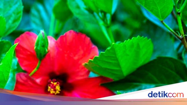 Mengenal Penyerbukan Tumbuhan Berbunga, Siswa Wajib Kenali Jenisnya!