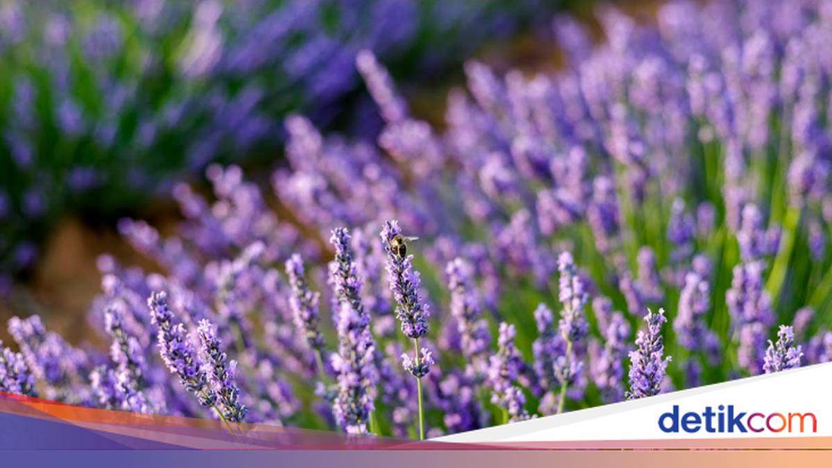 Mengenal Bunga Lavender, Tanaman Hias yang Indah dan Kaya Manfaat