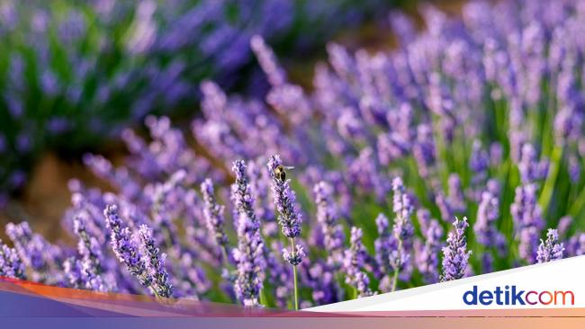 Mengenal Bunga Lavender, Tanaman Hias yang Indah dan Kaya Manfaat