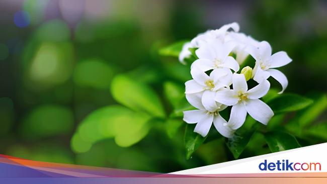 5 Tanaman yang Cocok Ditanam di Rumah, Harum dan Sejuk