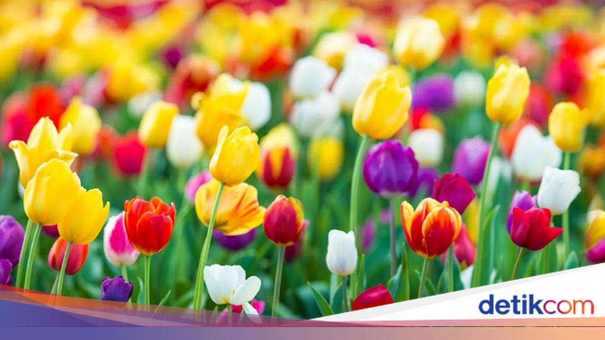 10 Bunga Tercantik di Dunia, Warnanya Indah dengan Bentuk Unik