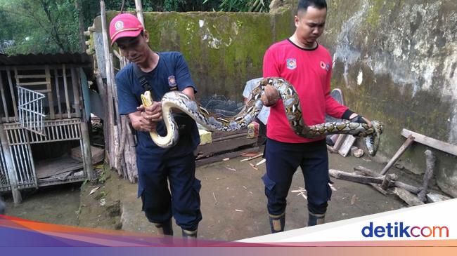 Ular Takut Garam Ternyata Cuma Mitos, Ini Faktanya Lur!