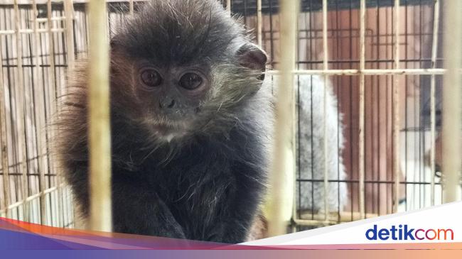 Polda Lampung Ungkap 2 Kasus Perdagangan Hewan Dilindungi