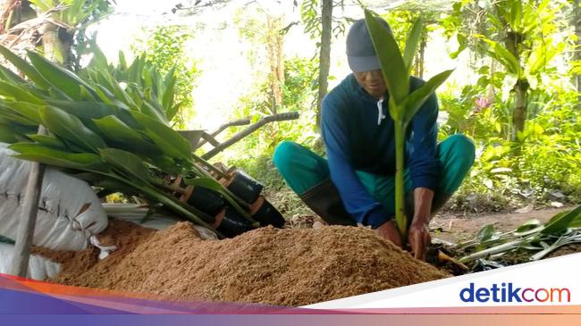Tanaman Heliconia Paling Diburu Pengelola Hotel untuk Menghias Taman