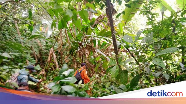 Seorang Kakek di Kerinci Jambi Hilang Misterius di Perkebunan Kayu Manis Seorang Kakek di Kerinci Jambi Hilang Misterius di Perkebunan Kayu Manis