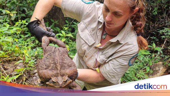 Kodok Raksasa Berbobot 2,7 Kg Ditemukan di Australia, Ini Penampakannya