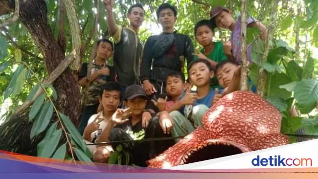 Salut! Petani Bengkulu Ini Berhasil Mekarkan Bunga Rafflesia di Kebun