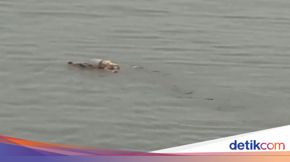 Kala Buaya Sungai Mahakam Antar Jasad Balita Tenggelam dalam Kondisi Utuh