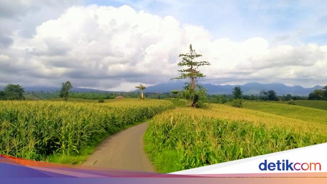 Potret Kebun Jagung Instagramable di Dompu, Asyik Buat Foto-foto