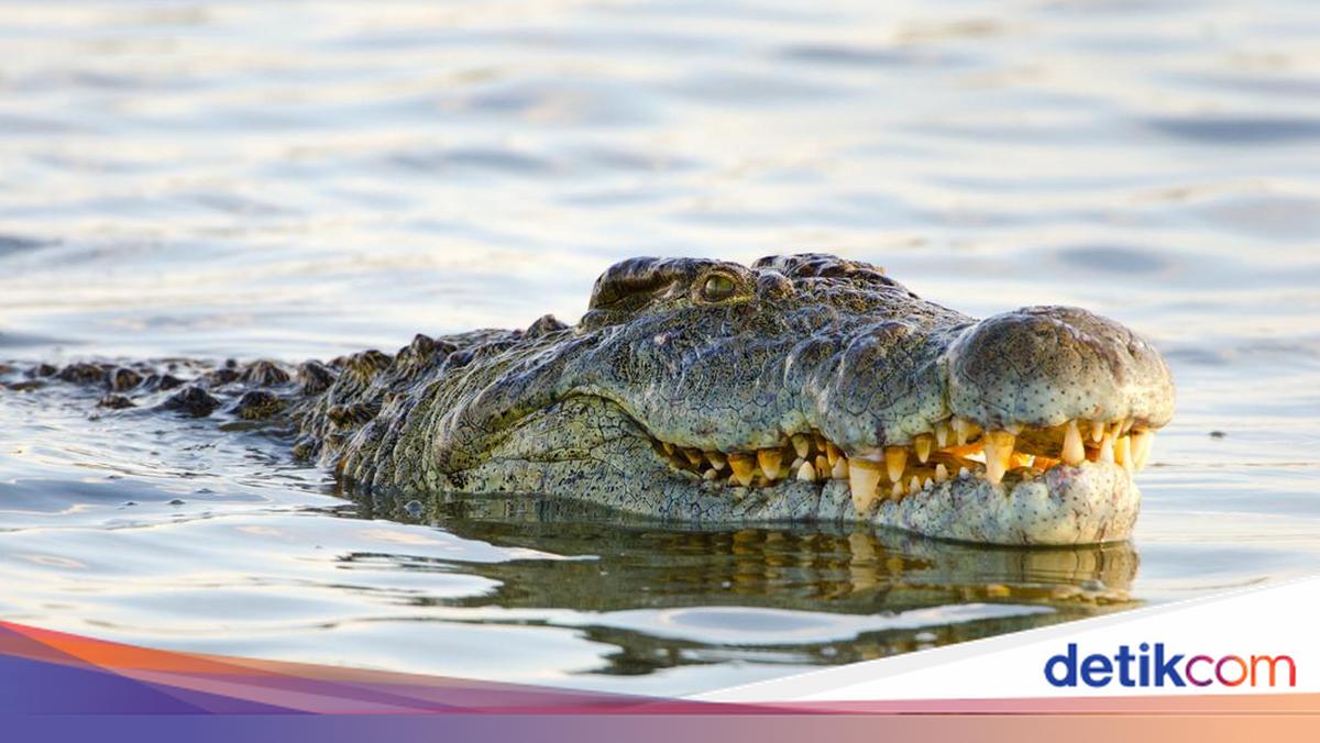 Nelayan di Buton Tengah Diterkam Buaya Saat Ikat Perahu di Pinggir Pantai