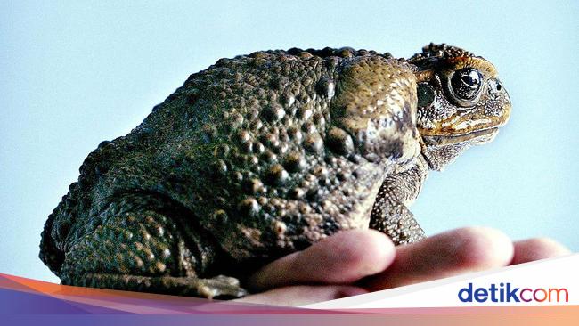 Teror Kodok Tebu Raksasa, Warga Diminta Basmi Pakai Freezer