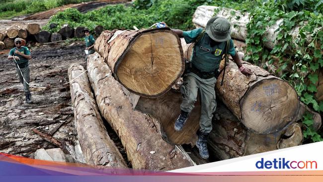 Kerja Keras Memerangi Penggundulan Hutan Amazon