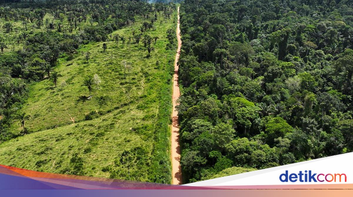 Fakta Hutan Amazon, Hutan Hujan Terbesar Dunia dan Melintasi 9 Negara