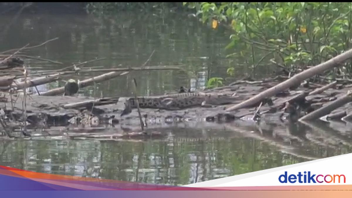 Buaya Muara 3 Meter Muncul di Sungai Bondoyudo Lumajang