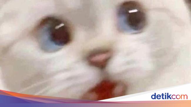 10 Bukti Butuh Usaha Keras Buat Foto Kucing, Pusing!