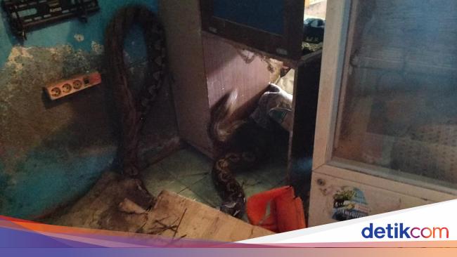 Ngeri! Ular Sanca 5 Meter di Sinjai Tiba-tiba Muncul di Plafon Rumah Warga Ngeri! Ular Sanca 5 Meter di Sinjai Tiba-tiba Muncul di Plafon Rumah Warga