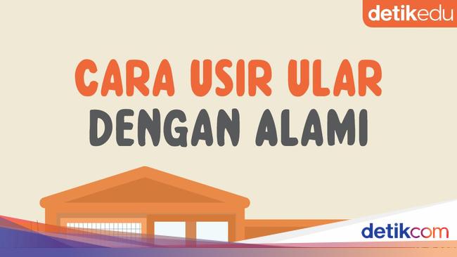 Infografis: Bukan Garam, Ini Cara Usir Ular dengan Alami