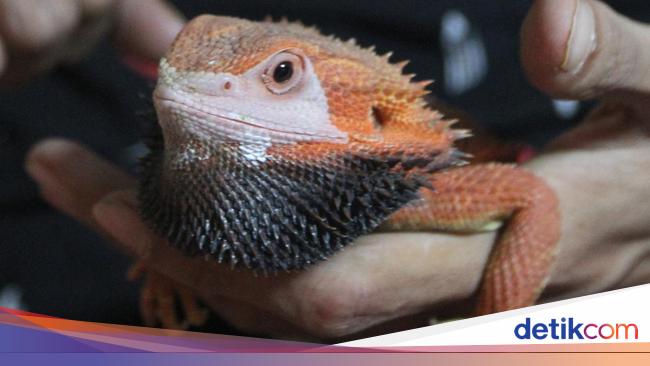 Kadal Berjanggut Ini Harganya Tembus Rp 4 Juta