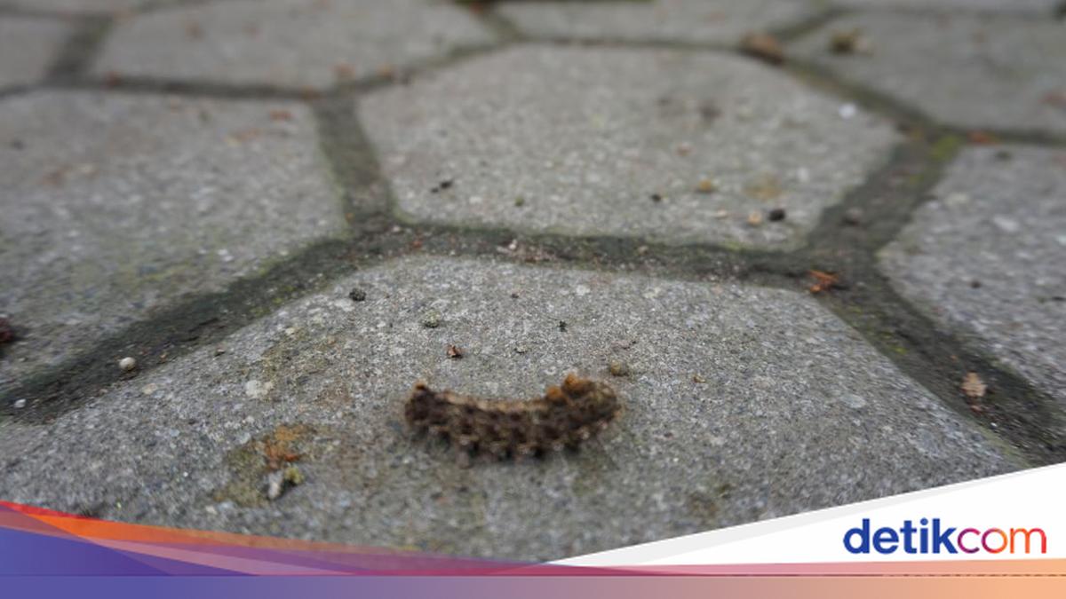 Mengapa Ulat Bulu Bikin Gatal? Ini Penjelasannya