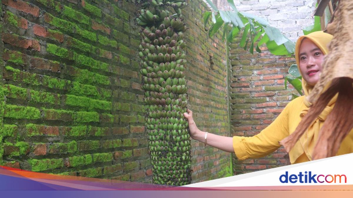 Unik Lur! Pohon Pisang Berbuah Banyak Menjulur 2 Meter di Kudus