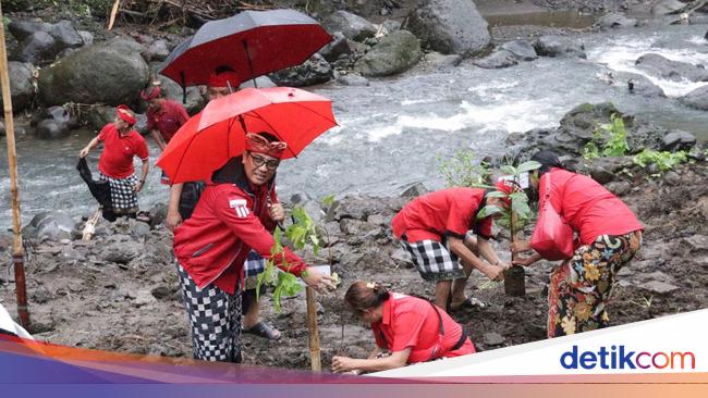 Peringati Ultah Partai, PDIP Tanam Ratusan Pohon di Tepian Yeh Sungi