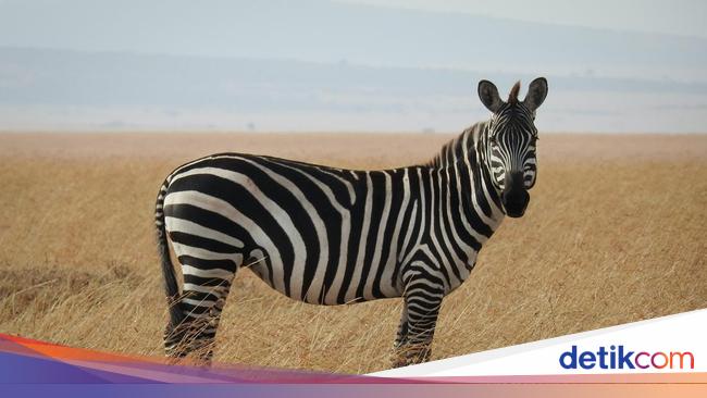 Ilmuwan Temukan Alasan Garis Zebra Ramping dan Tegas, Ternyata Karena Ini