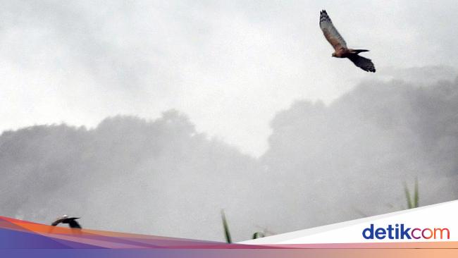 Taman Safari Indonesia Lepasliarkan Dua Ekor Elang Jawa