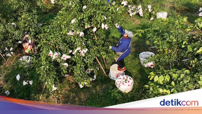 Syahdunya Panen Jeruk di China