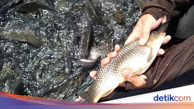 23 Ton Ikan Mas Di Plta Kampar Mendadak Mati Gegara Penyakit