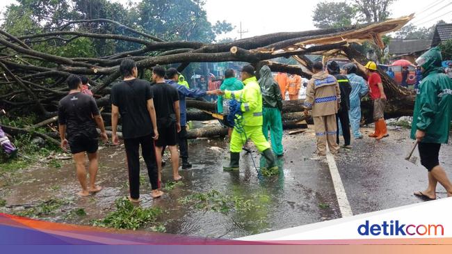 Hujan Tumbangkan Pohon di Blitar, Akses Jalan Nasional Sempat Tertutup Total
