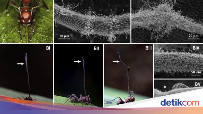 "The Last of Us", Perubahan Iklim, dan Infeksi Jamur