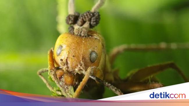 Wajah Horor Semut Jadi Zombie Gegara Jamur The Last of Us