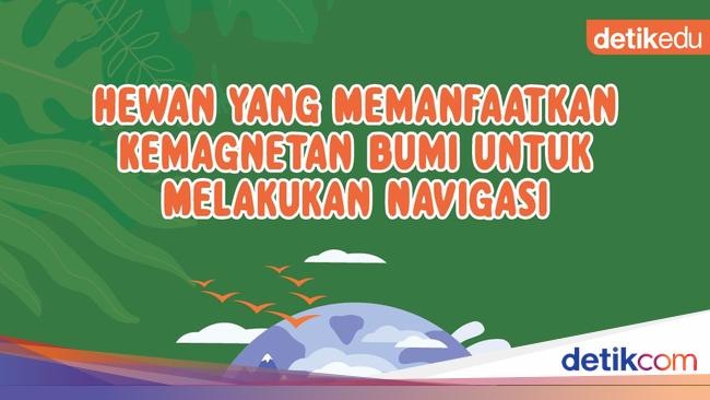 Infografis: Hewan yang Memanfaatkan Kemagnetan Bumi untuk Melakukan ...
