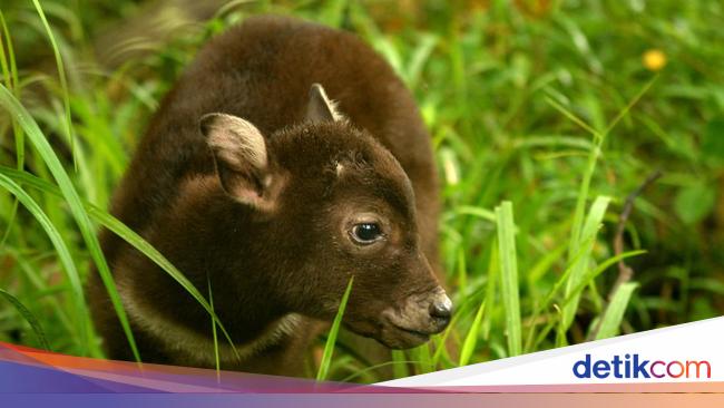 Wow! Ini Anoa Pertama yang Lahir Melalui Operasi Caesar