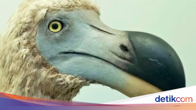 Burung Dodo yang Sudah Punah Mau Dihidupkan Lagi